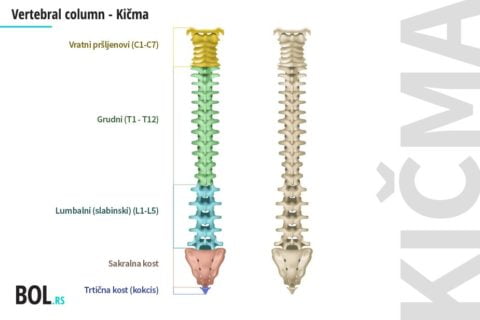 Kifoza: simptomi, dijagnoza, lečenje i prevencija - Bol.rs